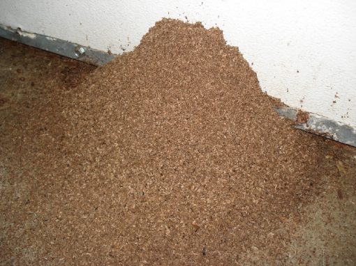 Burlington Pest ControlCarpenter Ants in Burlington Ontario ...